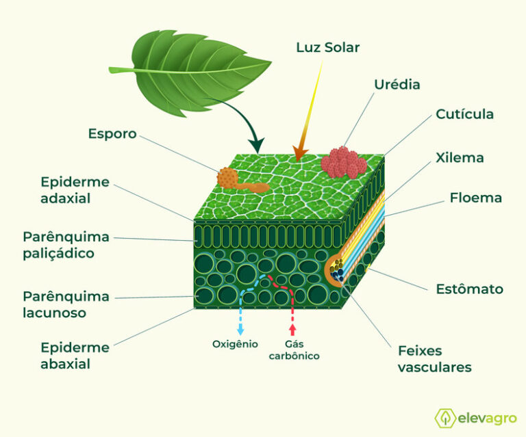 Folha: Estrutura, Funções e Adaptações - Tudo Biologia