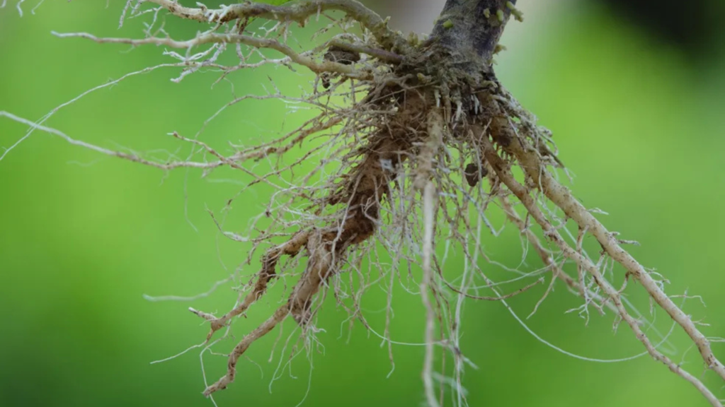 Raiz e Caule: Estrutura e Função - Tudo Biologia