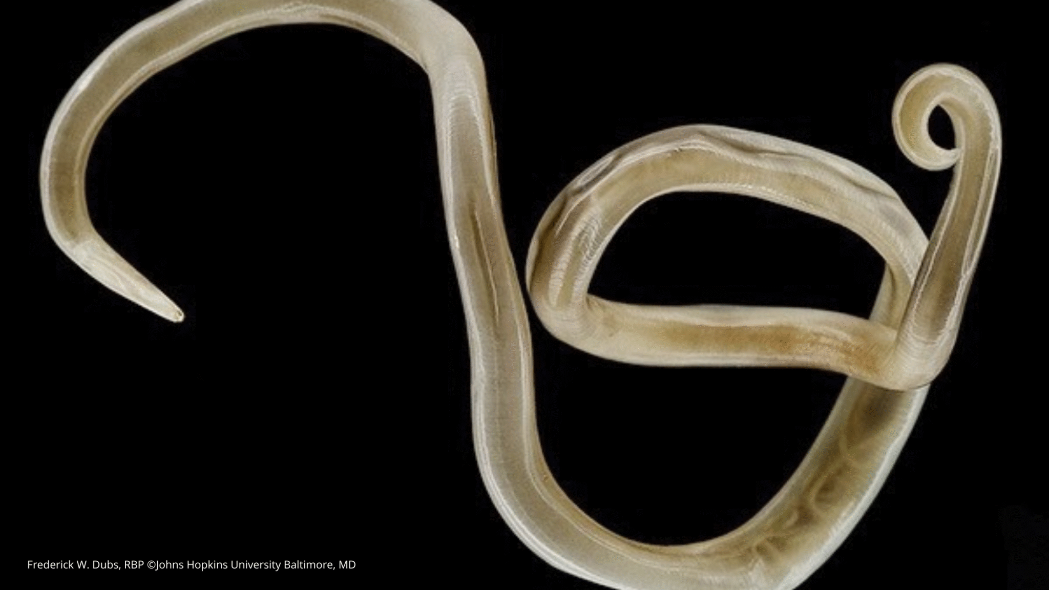 Filo Nematoda – Nematelmintos - Tudo Biologia