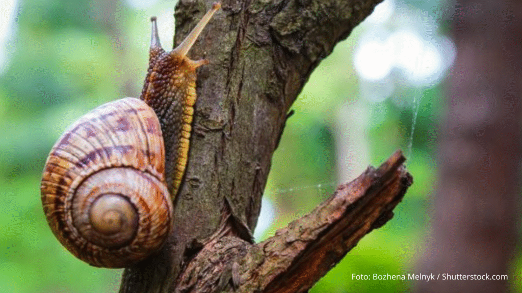 Filo Mollusca – Estrutura, Classes e Importância dos Moluscos - Tudo ...