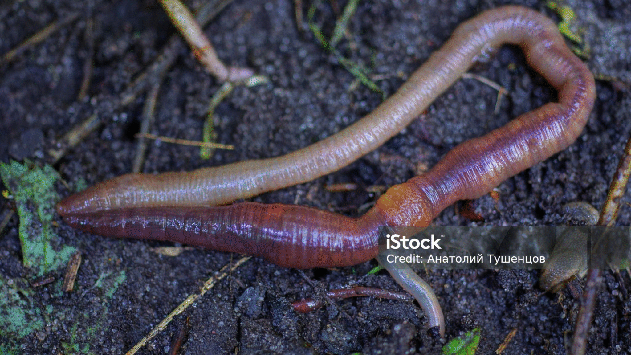 Filo Annelida - Anelídeos - Tudo Biologia