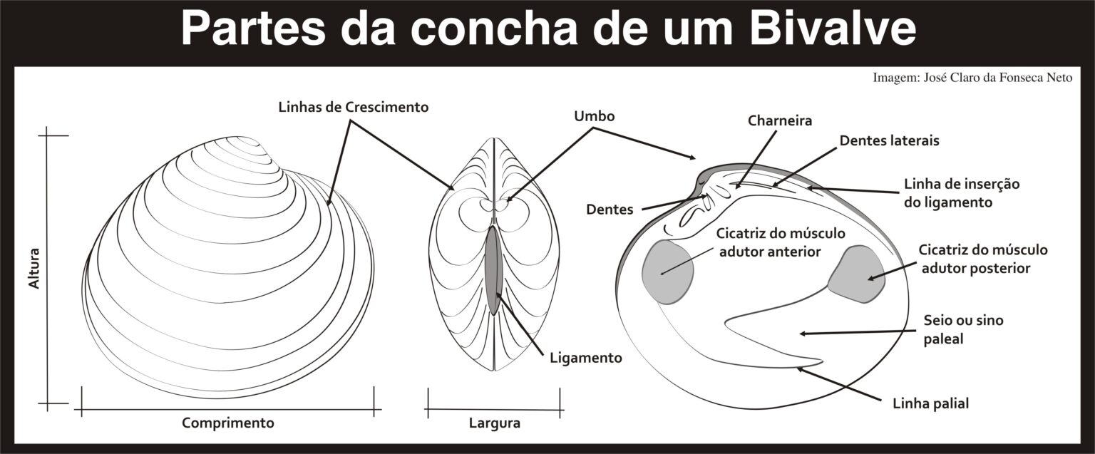 Filo Mollusca – Estrutura, Classes e Importância dos Moluscos - Tudo Biologia