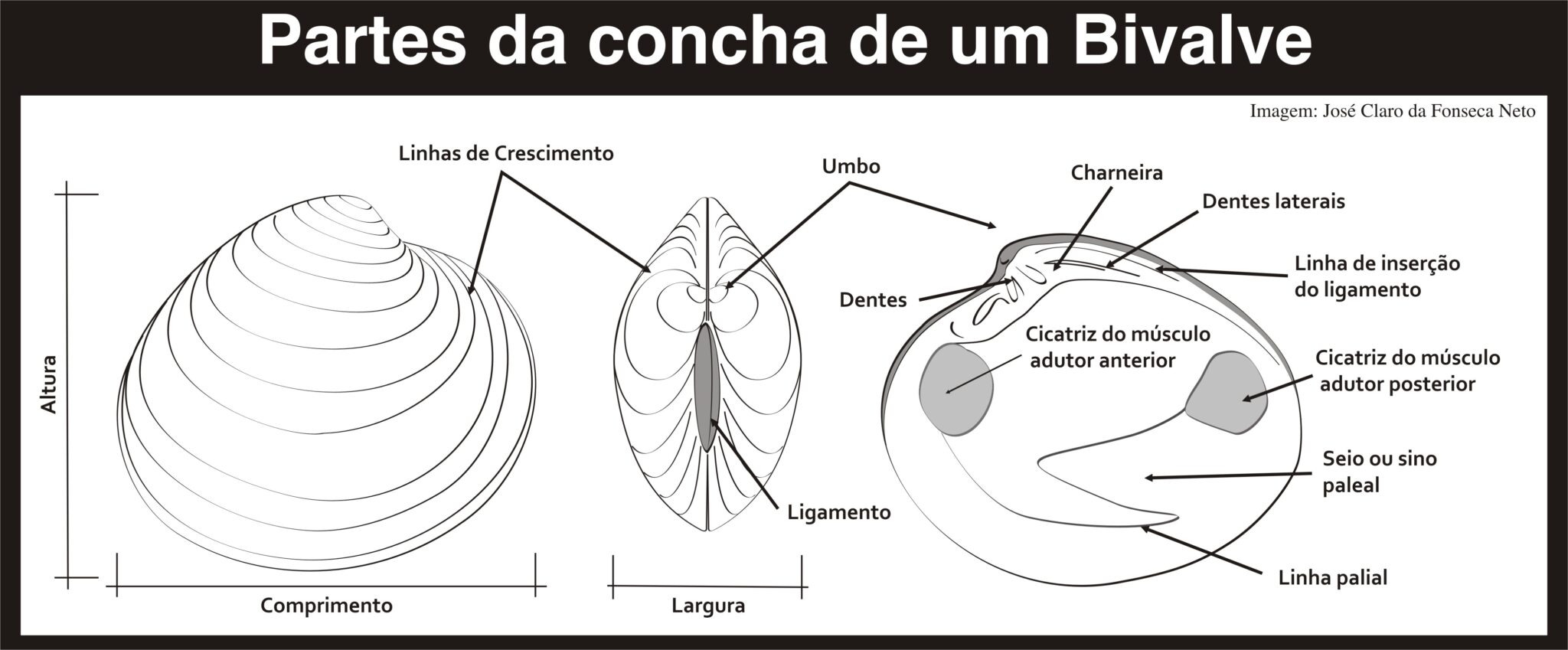 Filo Mollusca – Estrutura, Classes e Importância dos Moluscos - Tudo ...