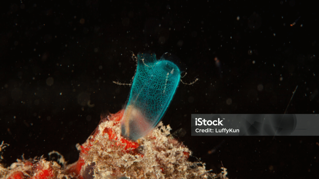 Filo Mollusca – Estrutura, Classes e Importância dos Moluscos - Tudo ...